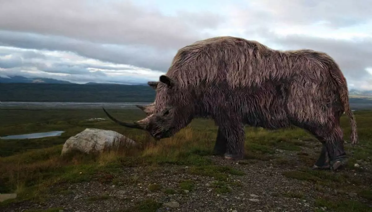 Woolly chipembere (Coelodonta antiquitatis).