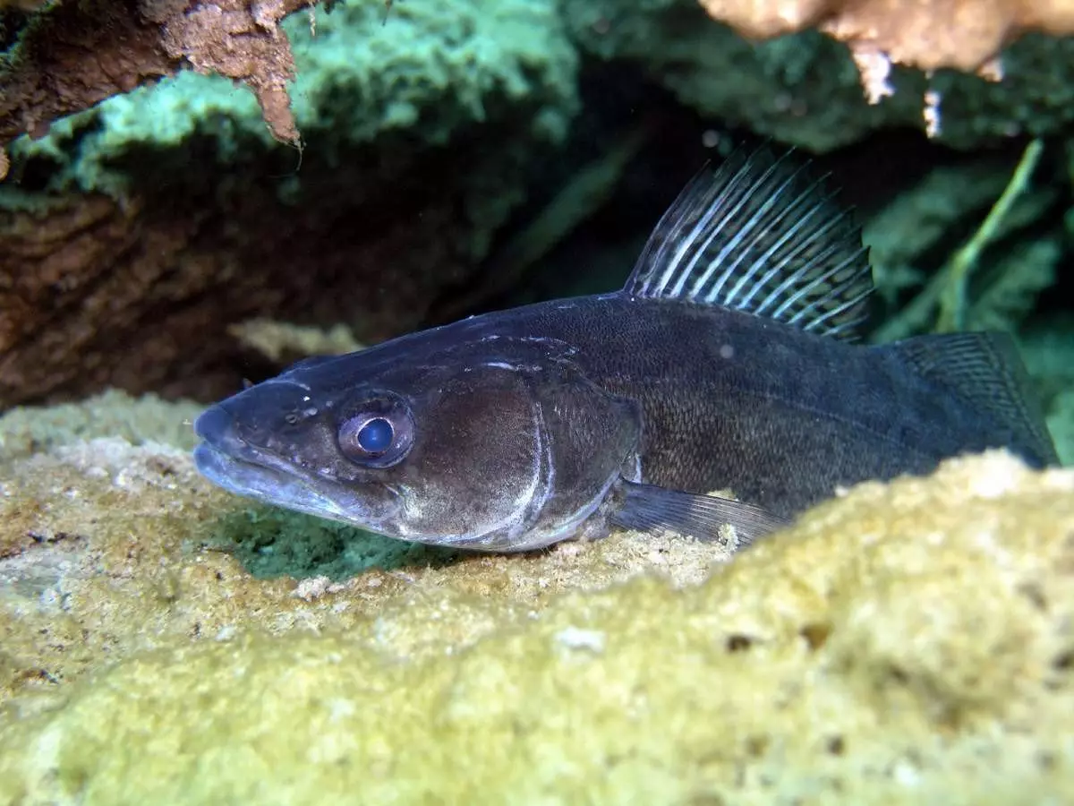 Pike perch-dərin dəniz balığı.