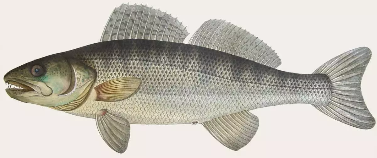 Pike perch, ticarət dəyəri olan bir balıqdır.