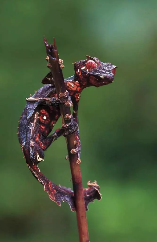 Gecko misy rambo fisaka mahafinaritra (Uroplatus phantasticus).