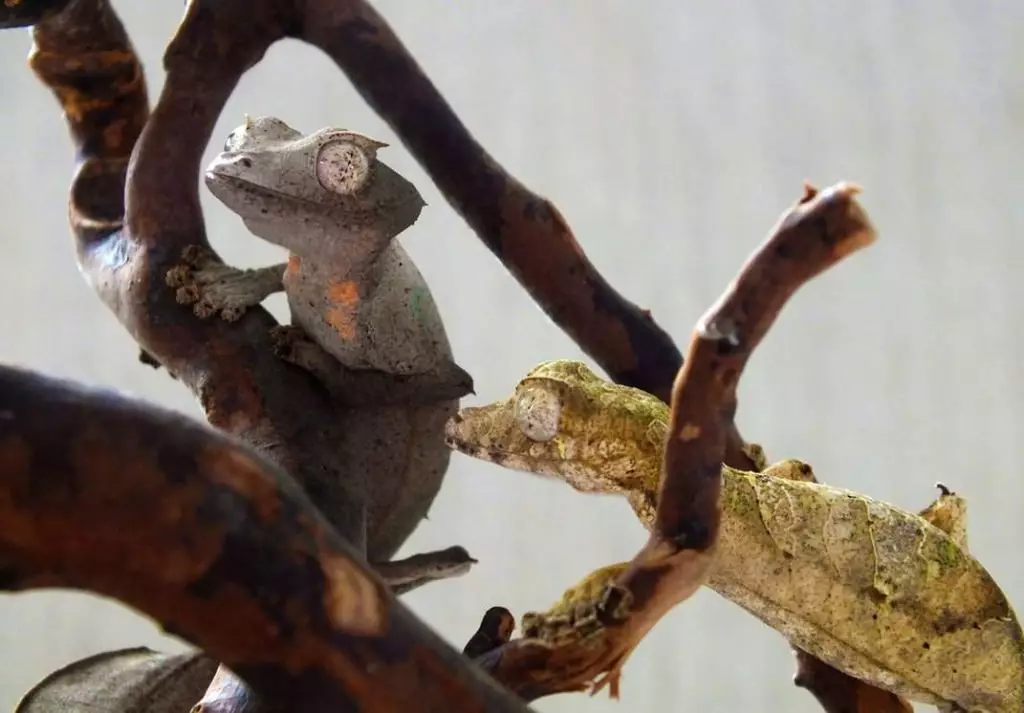 Los geckos de cola plana son populares entre los propietarios de terrarios de todo el mundo.