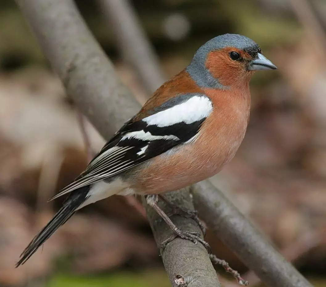 Finch (Fringílla coélebs).