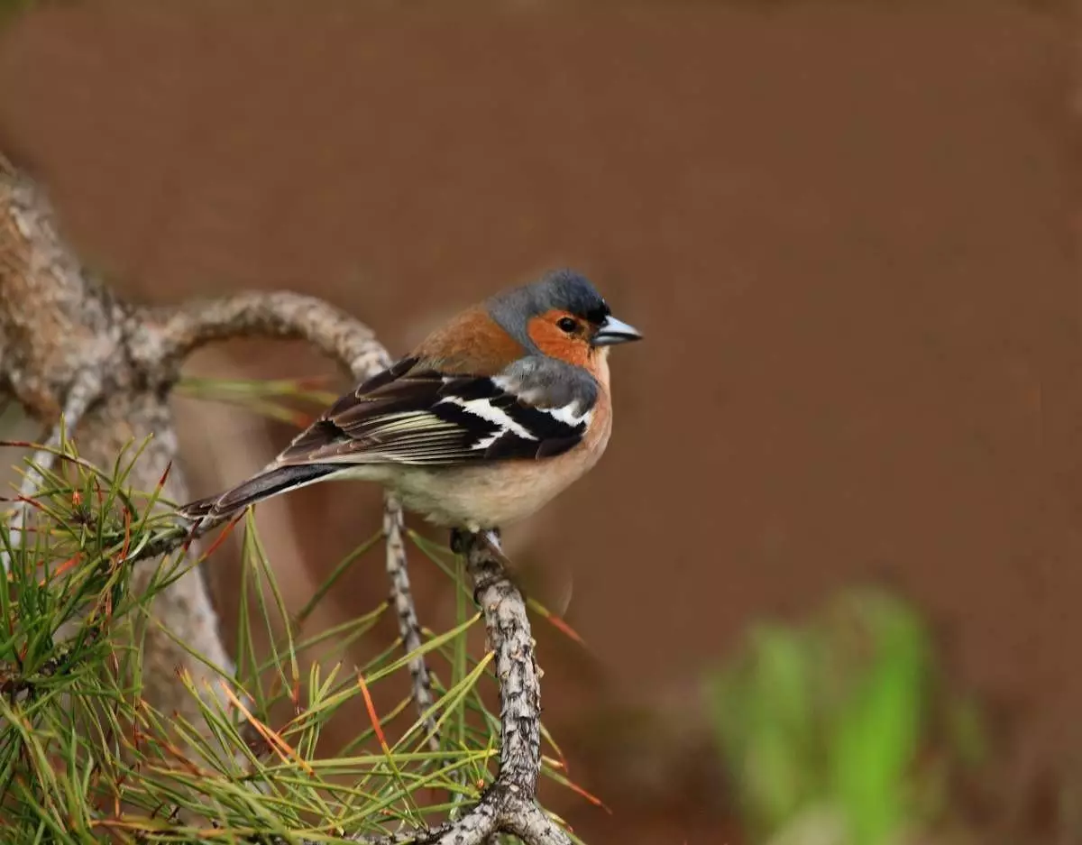 Finches hunn eng bemierkenswäert Fiederfaarf.