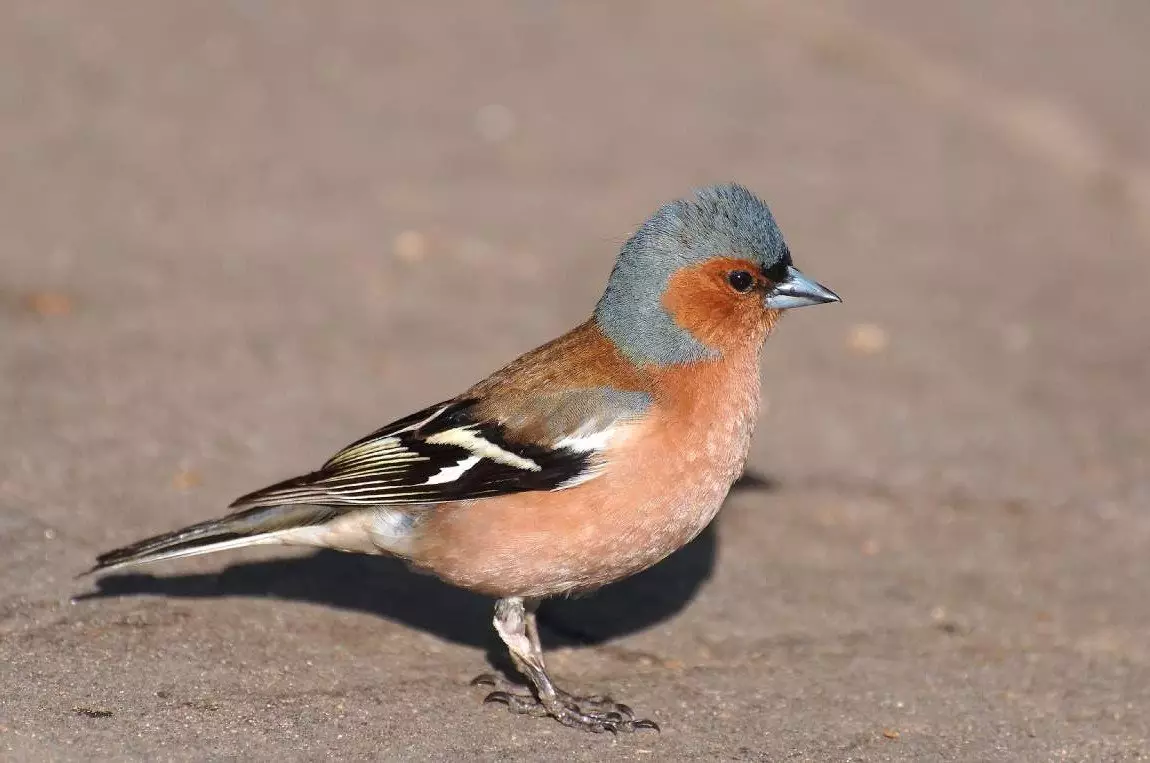 Finches fidderen op Insekten a Planzen.