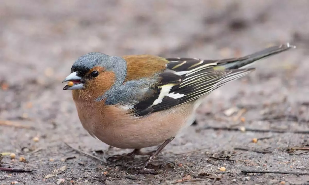 Finches urip ing alam udakara udakara 12 taun.