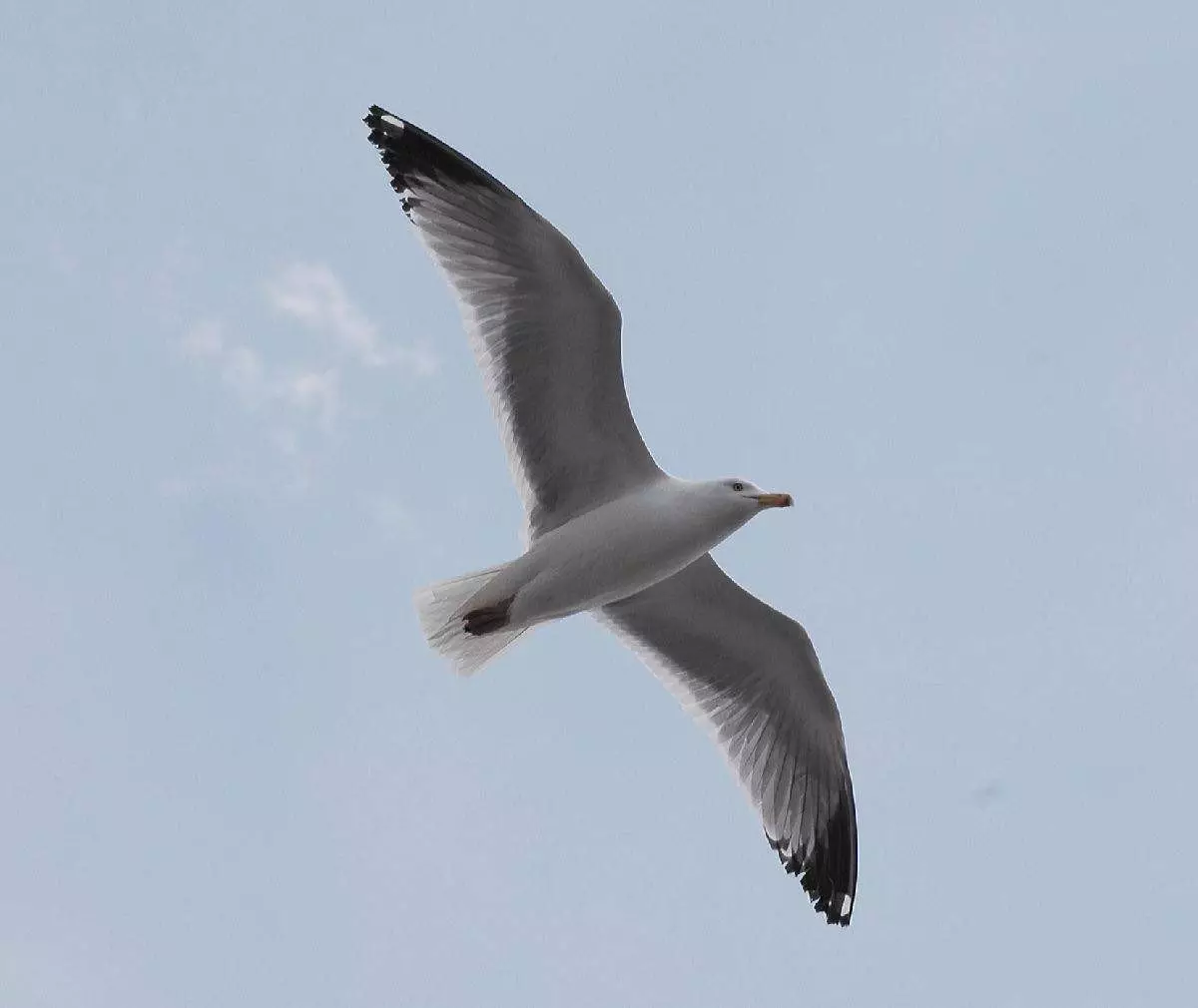 A gaivota-prateada pode viver até 50 anos.