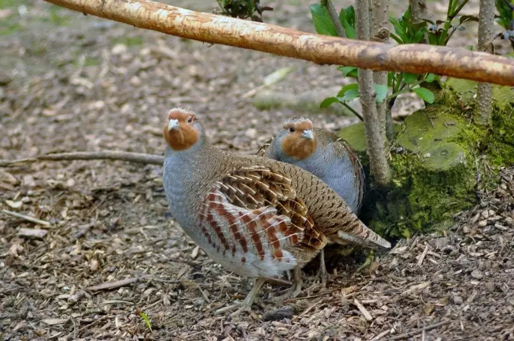 Daging partridge seueur dianggo dina masak.