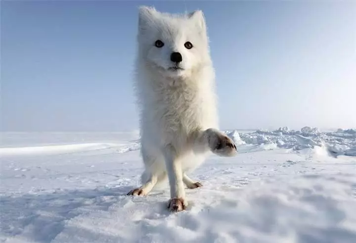 Lis polarny - lis polarny - wspaniała ozdoba arktycznej tundry.