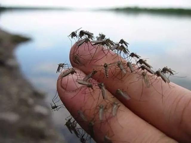 Παραδόξως, υπάρχουν επίσης κουνούπια στην τούνδρα και είναι πολύ πιο άγρια ​​από αυτά που ζουν στις θερμότερες περιοχές της χώρας.