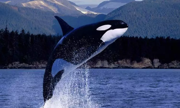 Ze względu na obecność ogromnej warstwy podskórnego tłuszczu orki nie zamarzają w lodowatej wodzie.