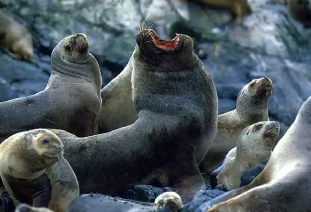 Ang sea lion ay isang hayop na perpekto din na umangkop sa pamumuhay sa matitigas na kondisyon ng tundra.