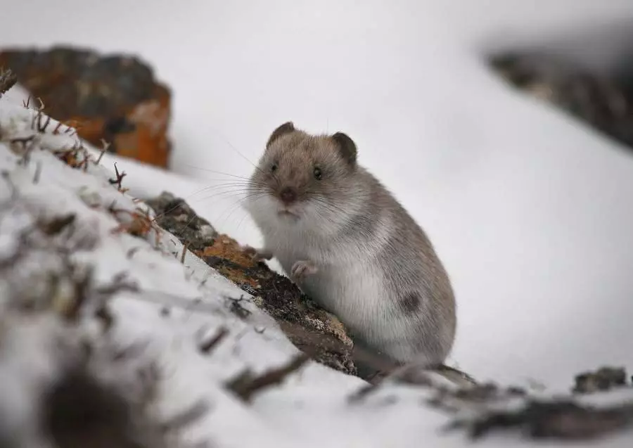 Küçük yağlı lemming, şiddetli donlardan korkmaz, çünkü sıcak ve deri altı yağları tarafından korunur.