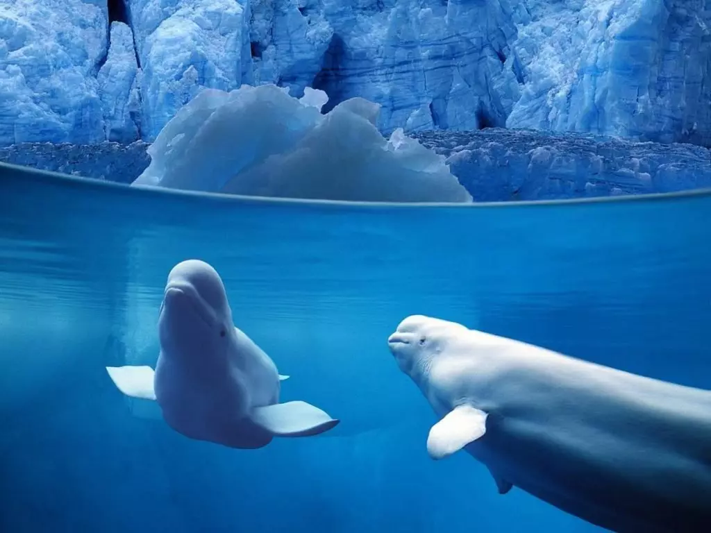 Sigiliile și balenele beluga nu îngheață în apă datorită stratului gros de grăsime.