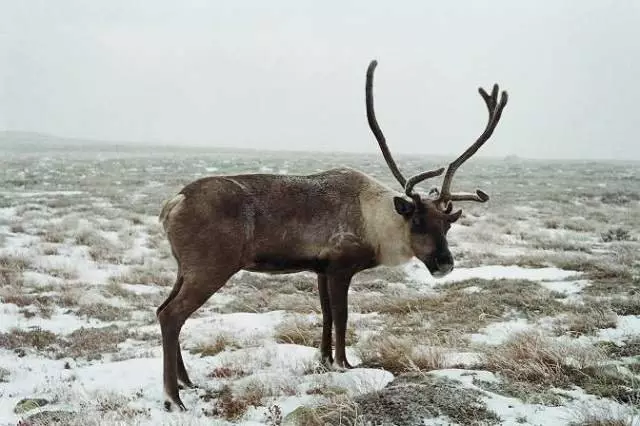 Sa reindeer, ang pangunahing proteksyon mula sa lamig ay ang mainit na amerikana at malambot na undercoat.