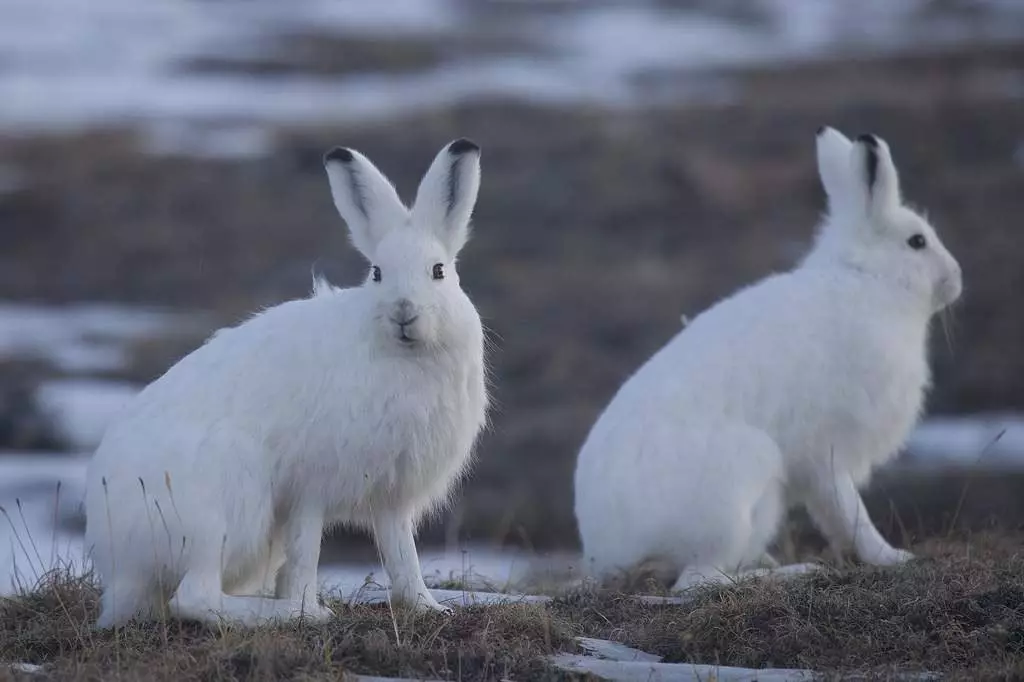 Atât prin morfologie, cât și prin comportament, Arctic Hare sunt perfect adaptate la climatul arctic.