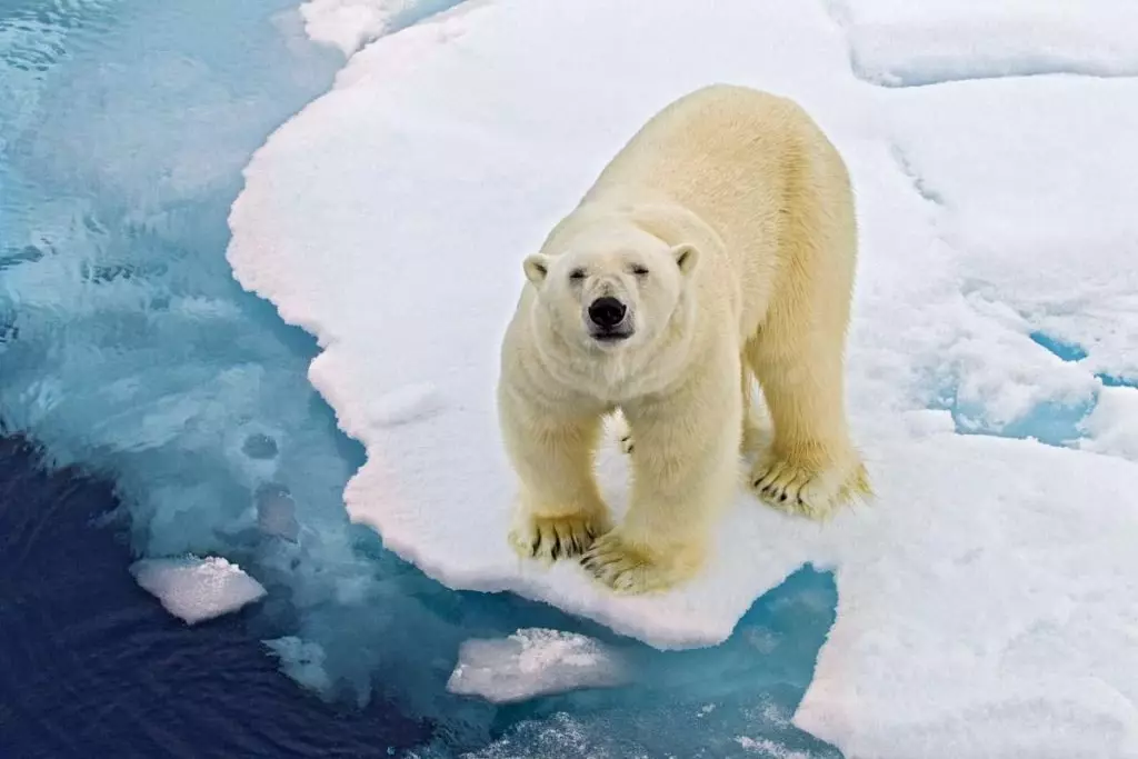 La plandoj de la piedoj de blankaj ursoj ankaŭ estas tegitaj per lano, do ili ne frostiĝas aŭ glitas sur la glacio.