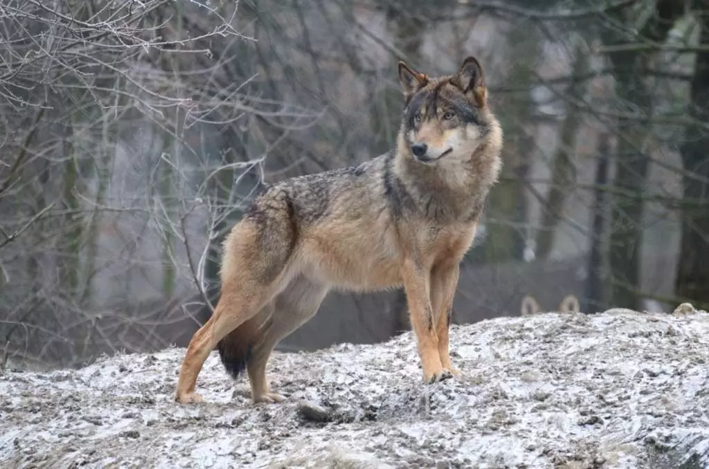 Η χαμηλή θερμική αγωγιμότητα της γούνας βοηθά τους γκρίζους λύκους να επιβιώσουν σε σκληρούς χειμώνες.