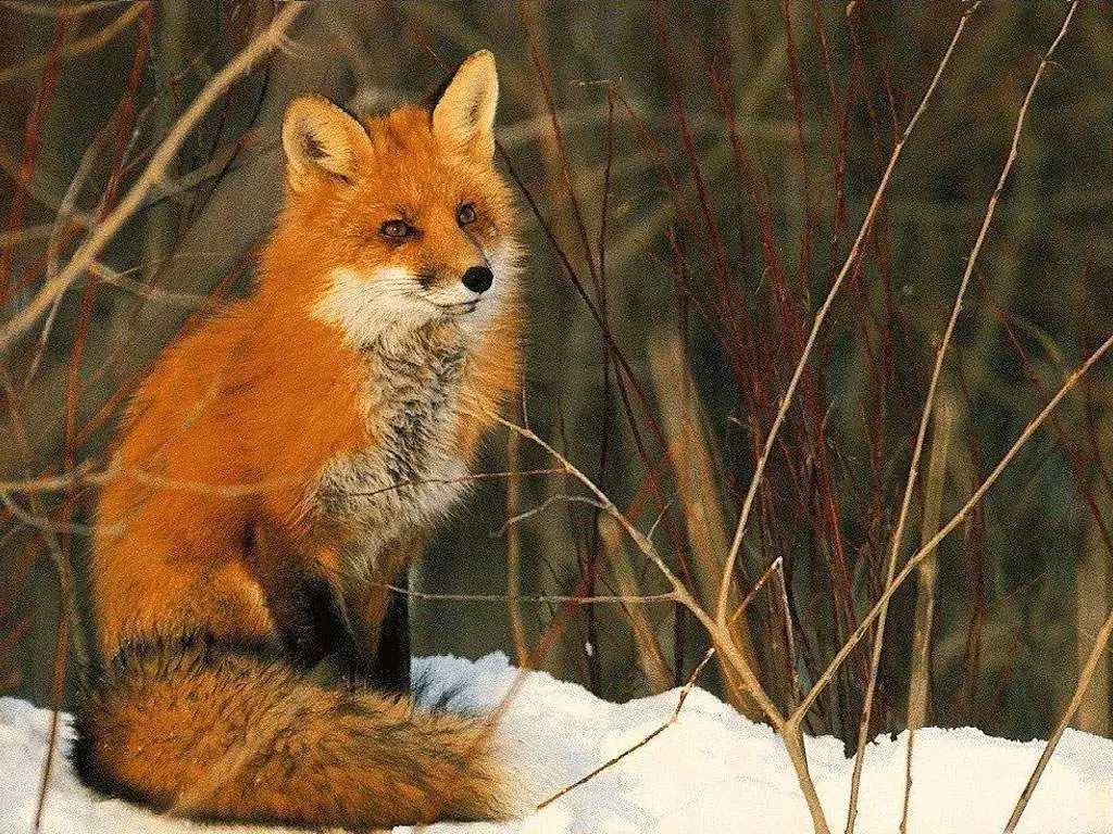 Лисица је црвена варалица: шта знамо о њој?