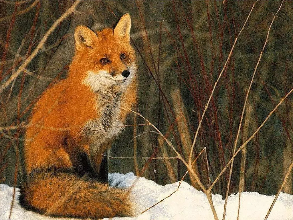 Liška (Vulpes vulpes).