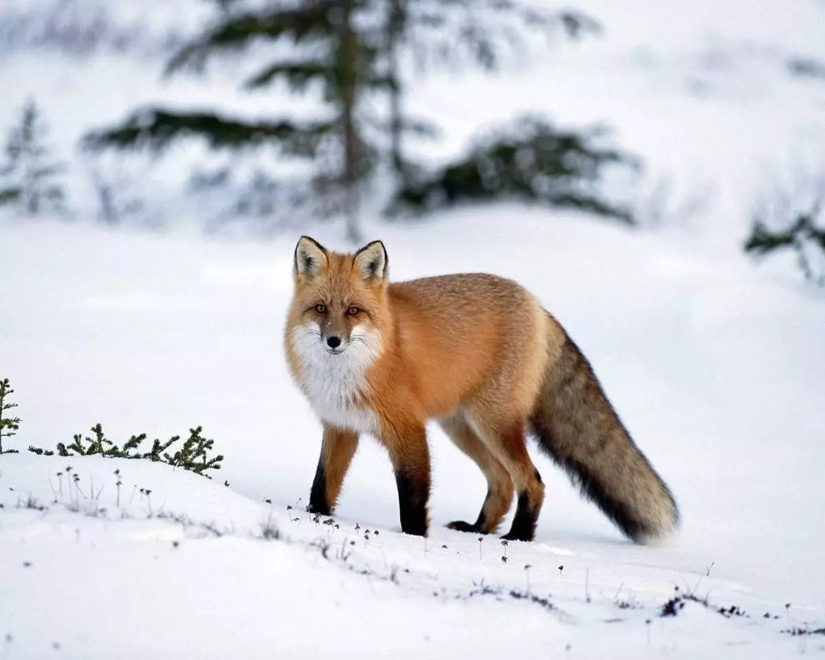 The red fox is a predatory animal.