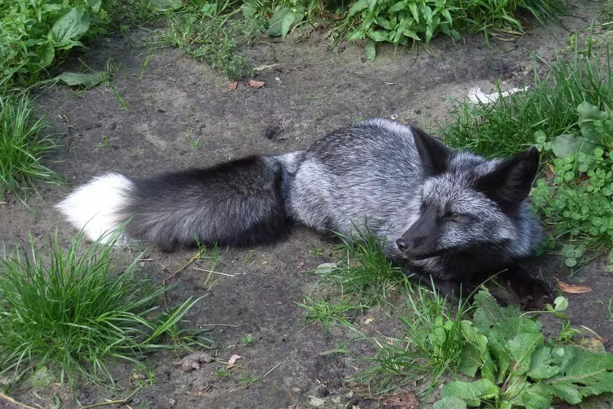 Black-brown fox, or silver fox.