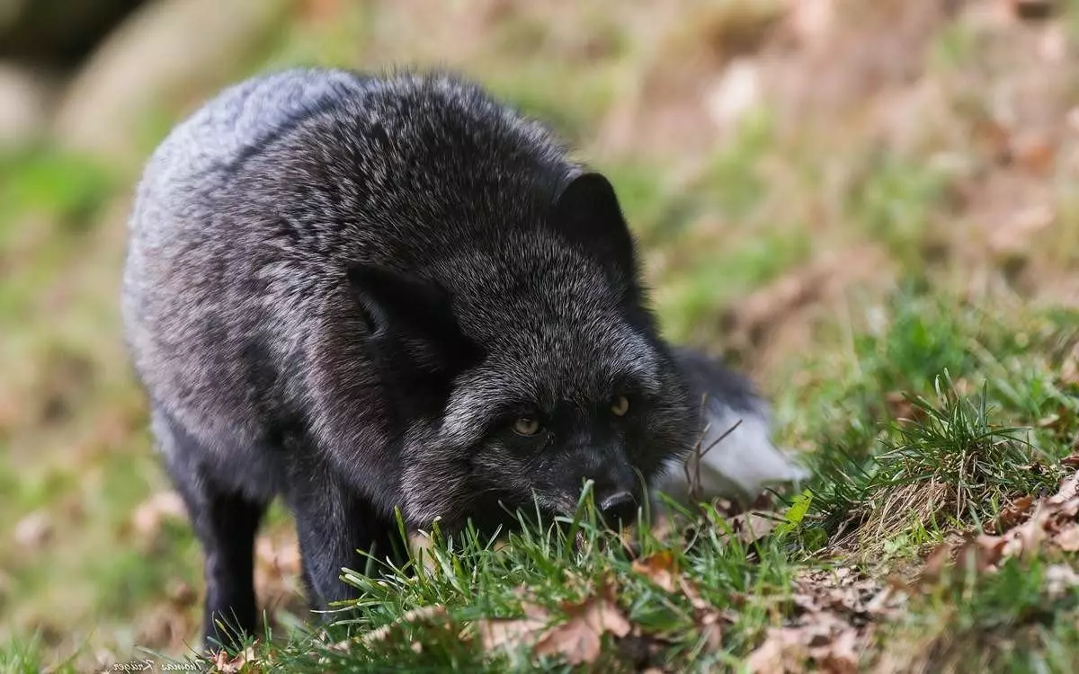 Silver fox fur coats are very expensive clothes.