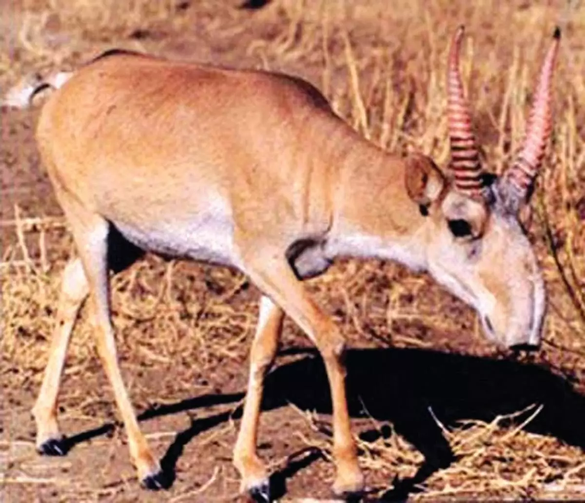 Antilope Saiga