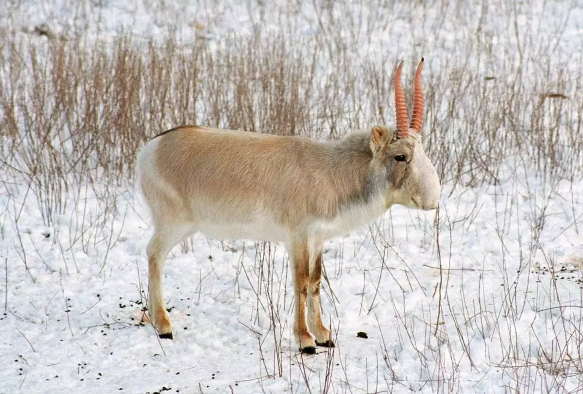 Saiga ni wenyeji wa Asia.