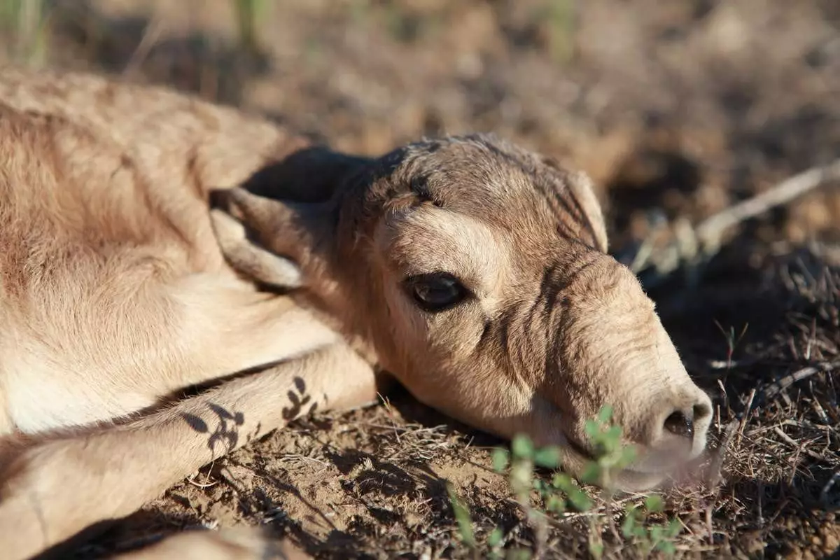 Los saigas son animales herbívoros.