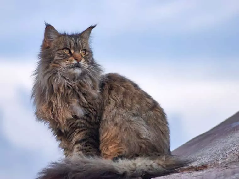 Baka kucing Maine Coon. Penerangan, ciri, sifat, penjagaan dan kandungan