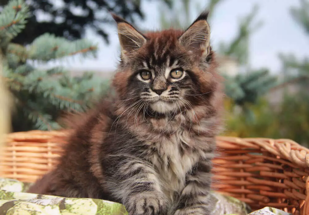 Baka kucing Maine Coon. Penerangan, ciri, sifat, penjagaan dan kandungan 173_9