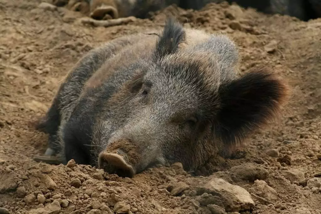 Cerdo salvaje (Sus scrofa).