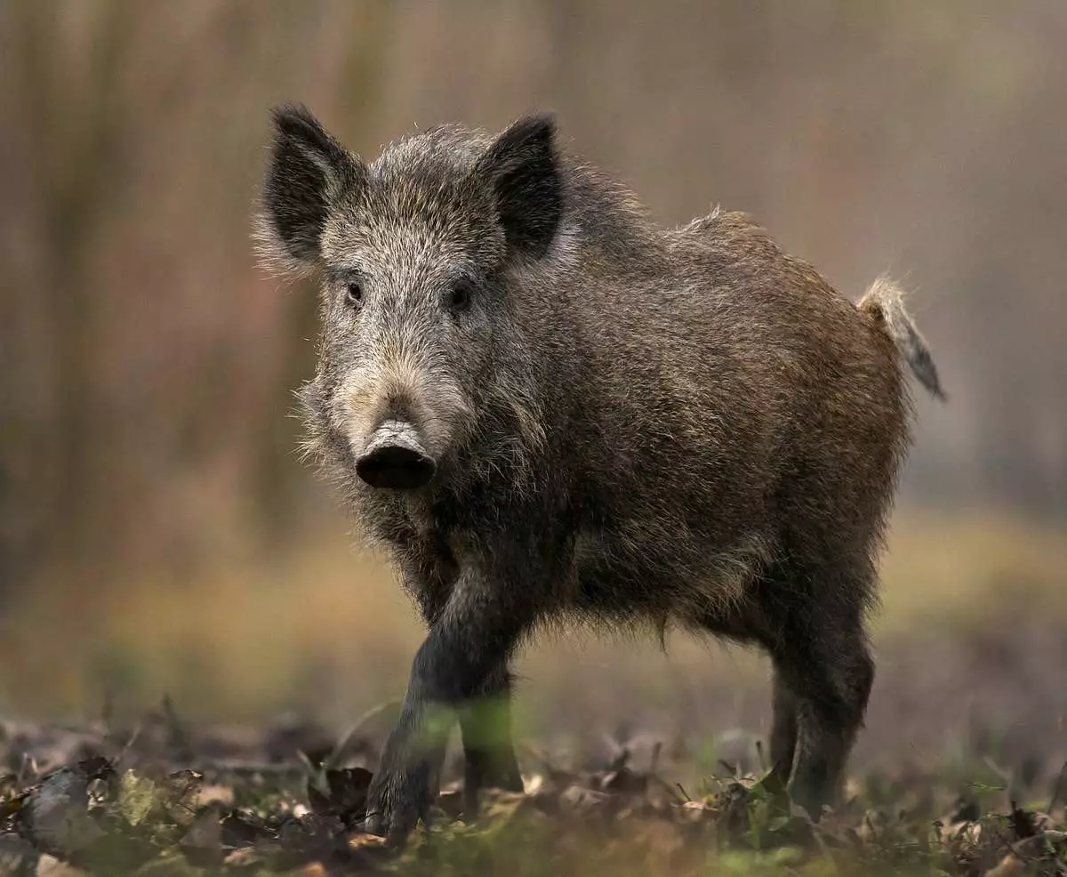 Дивите свине са обичайни обитатели на руските гори.