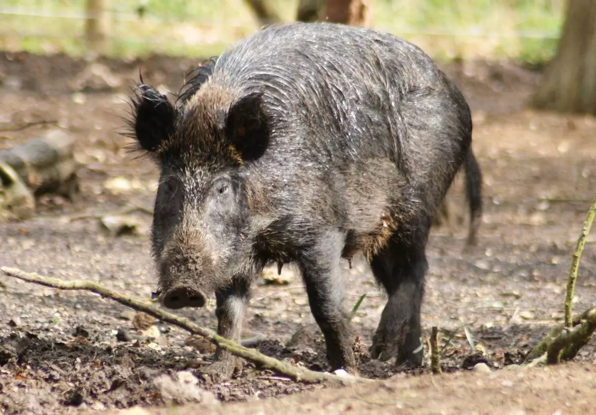Divlje svinje ponekad su opasne čak i za ljude.