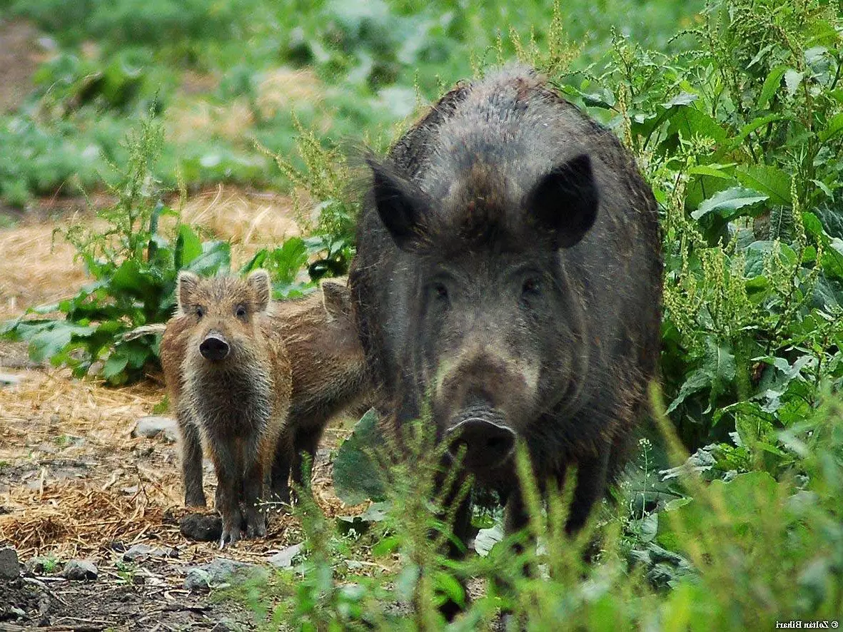Musuh utama babi liar adalah manusia.