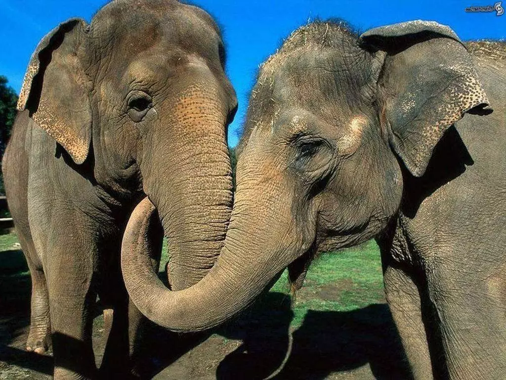 Indisk elefant: foton och videor av djuret
