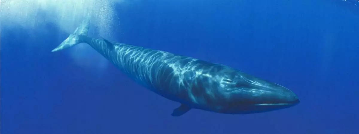 Seyval (Balaenoptera borealis).