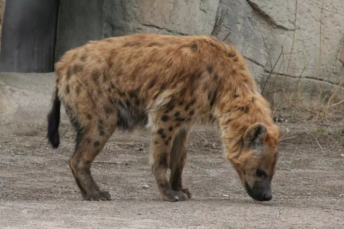 Hyena är ett rovdjur, men det föraktar inte heller kadaver.