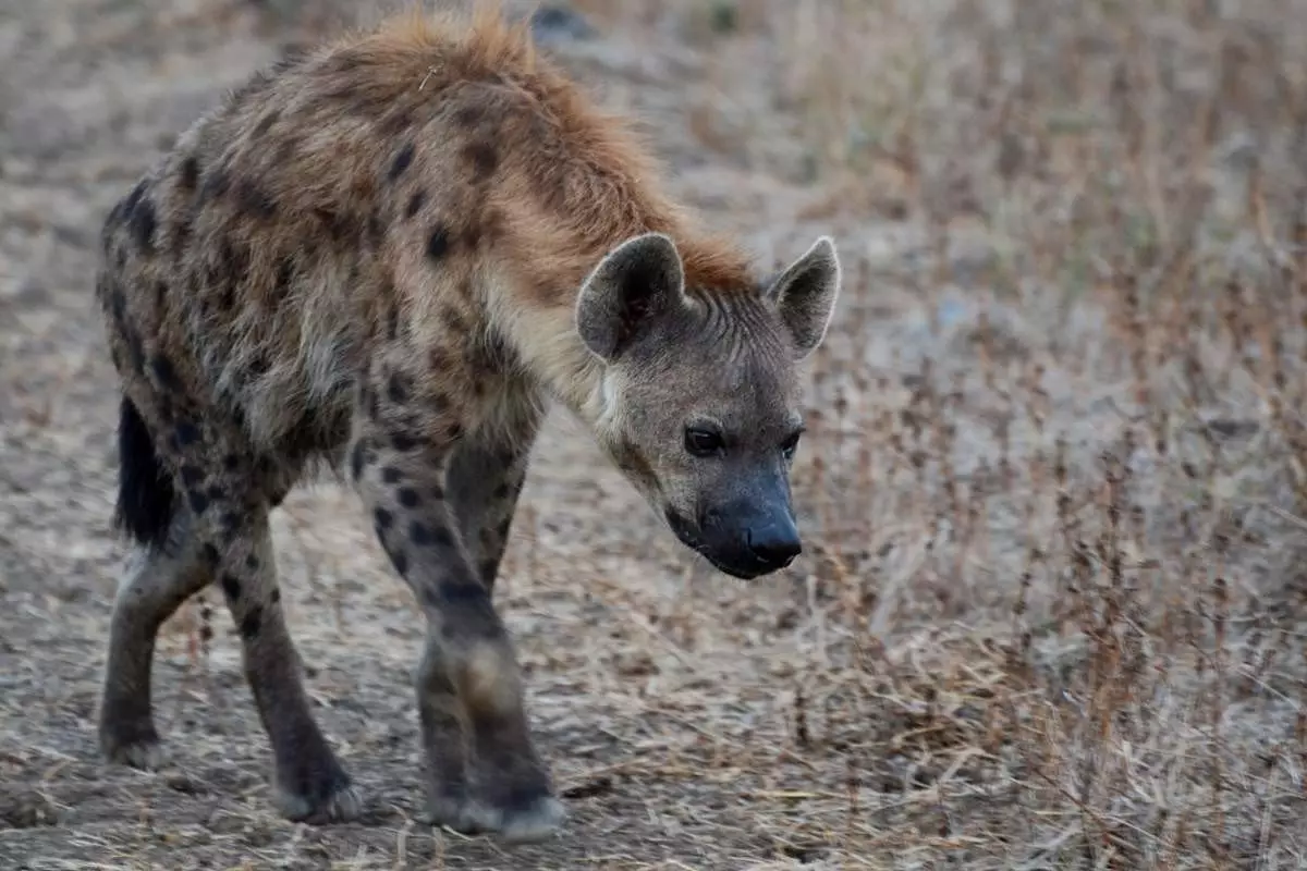 Denna typ av hyena har levt i naturen i cirka 25 år.