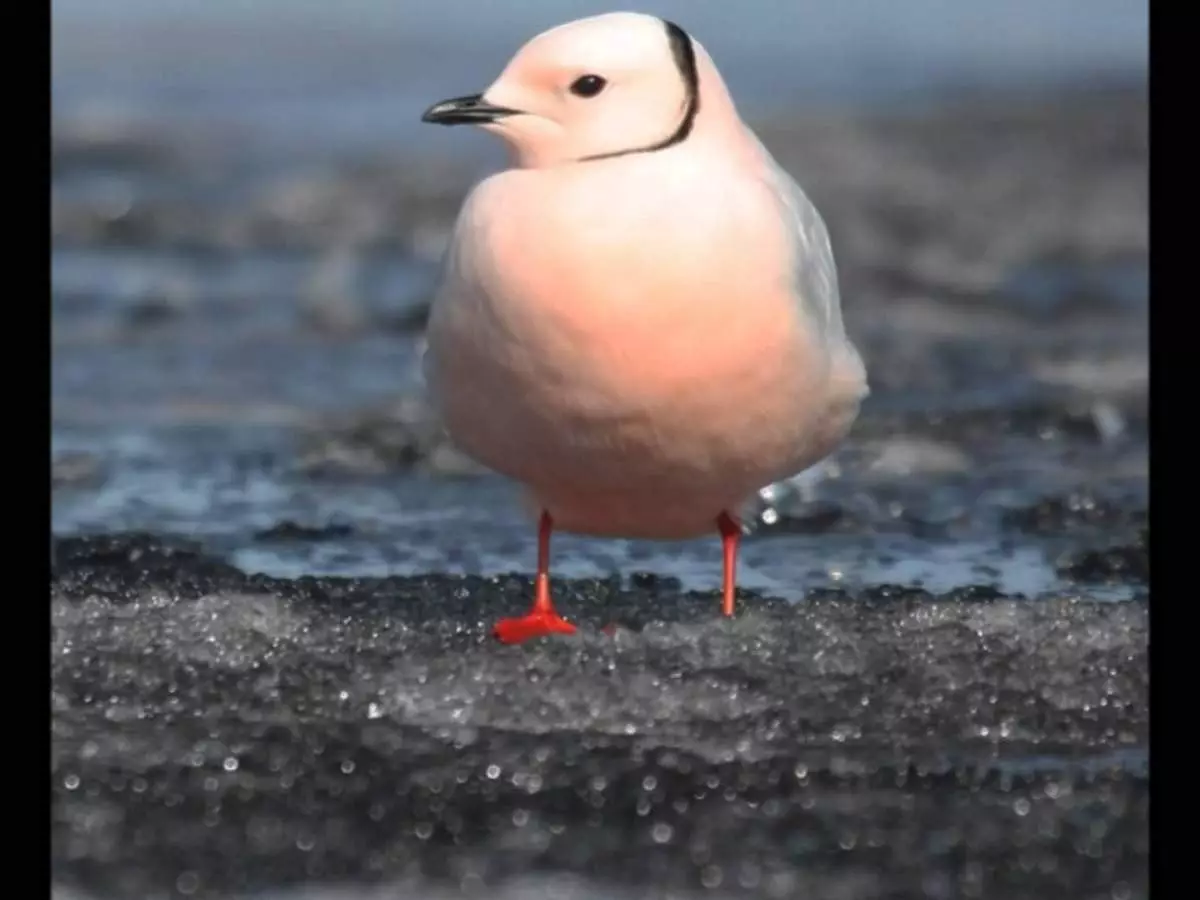 Рожева чайка - невеликий птах.