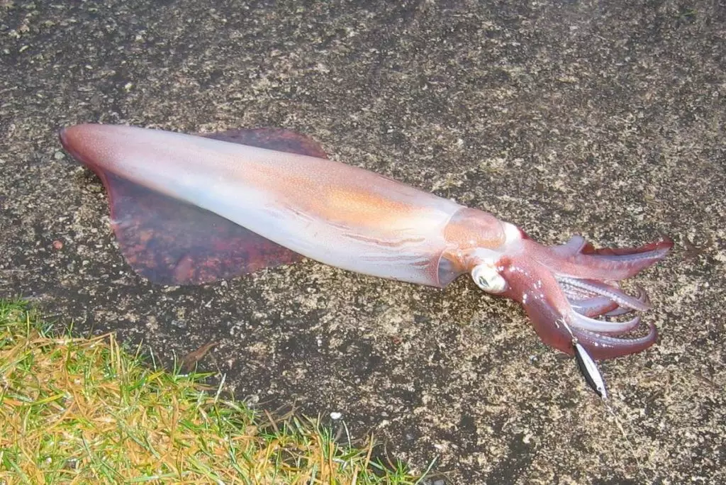 Loligo forbesii squid