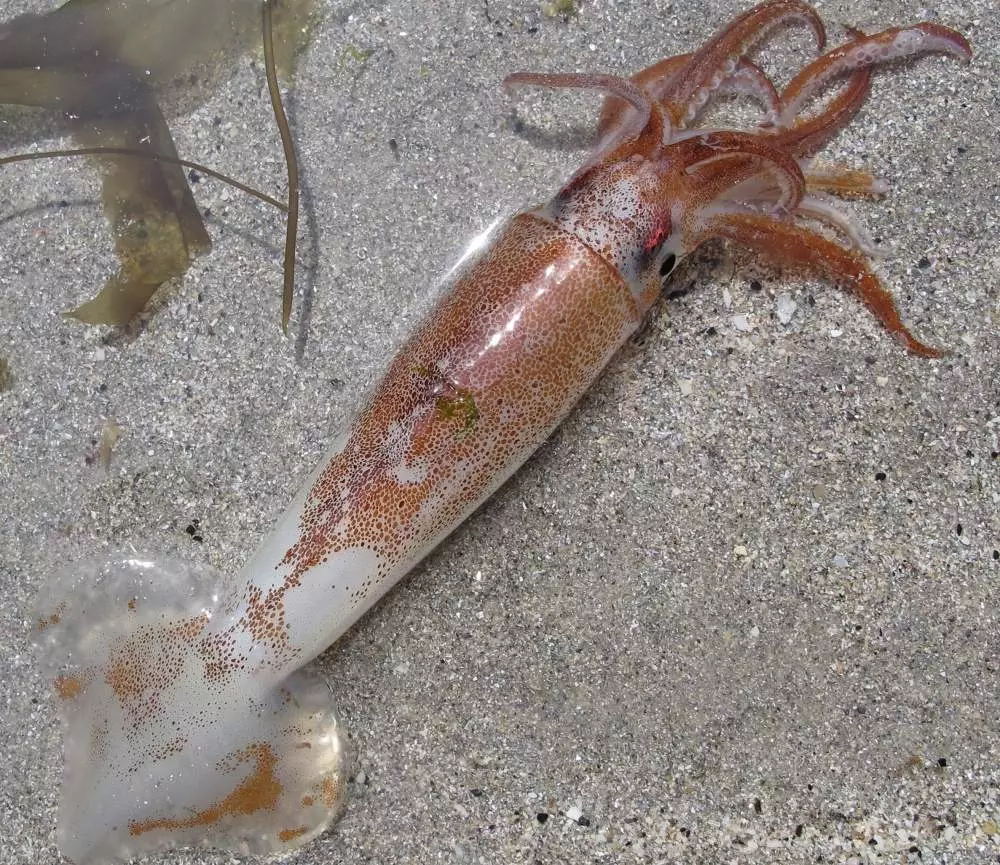 Loligo forbesii Tintenfisch