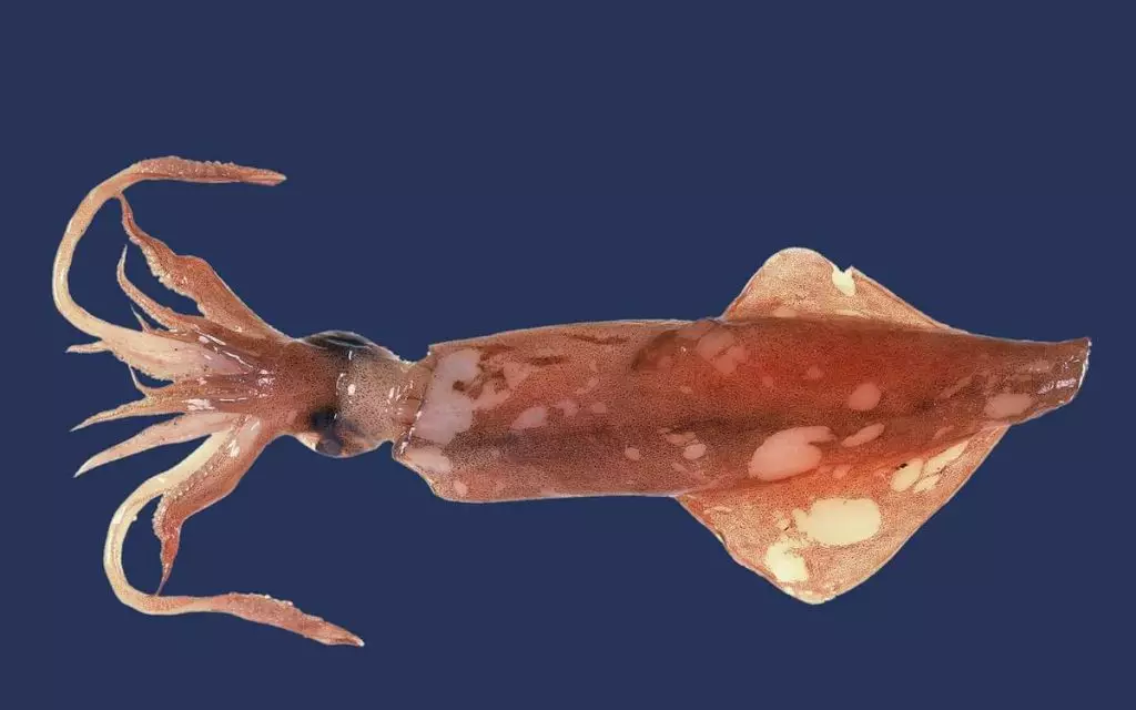 Loligo forbesii squid