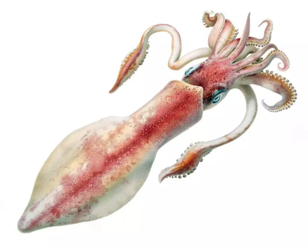 Loligo forbesii squid