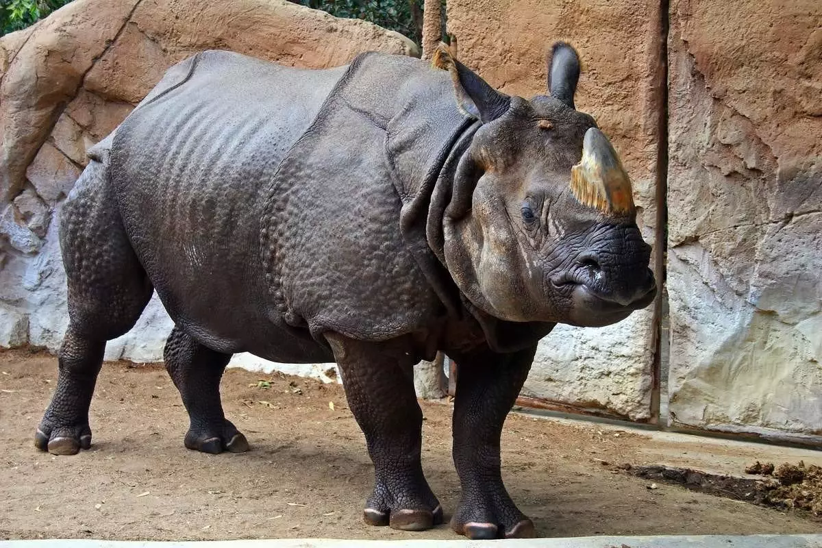 Srónbheannach Indiach (Rhinoceros unicornis).