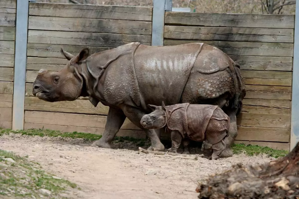 Srónbheannach baineann Indiach le cub.