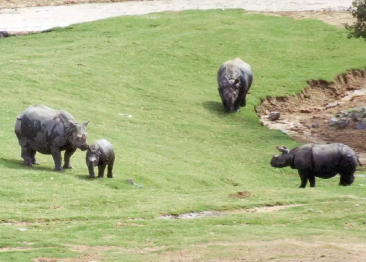 Mae rhinos yn anifeiliaid buches.