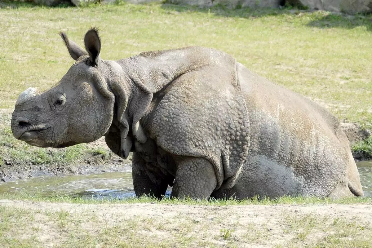 Selv en tiger vil ikke omgås et indisk neshorn.