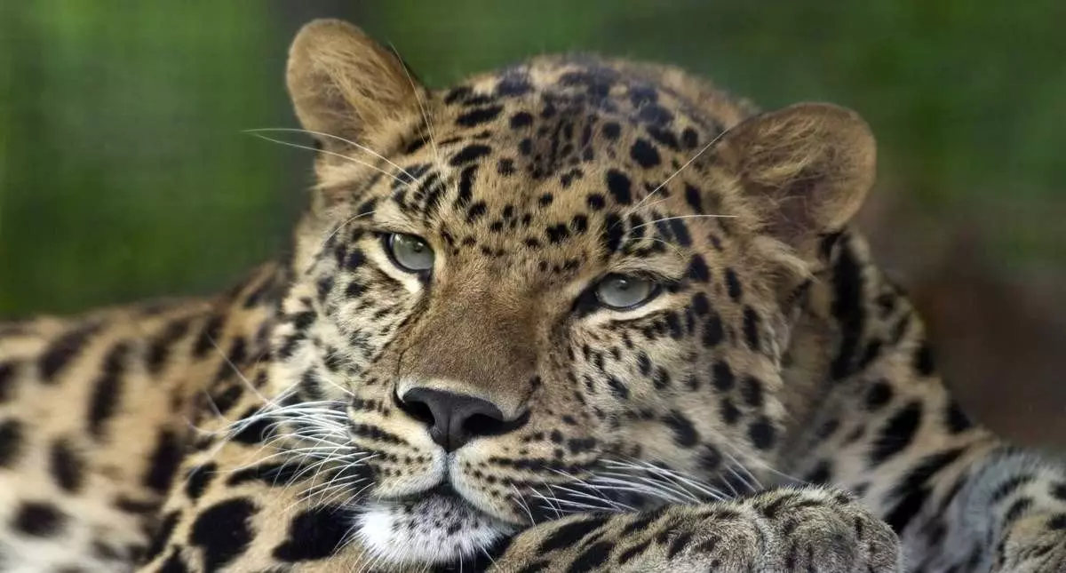 印度豹——威严的“猫”