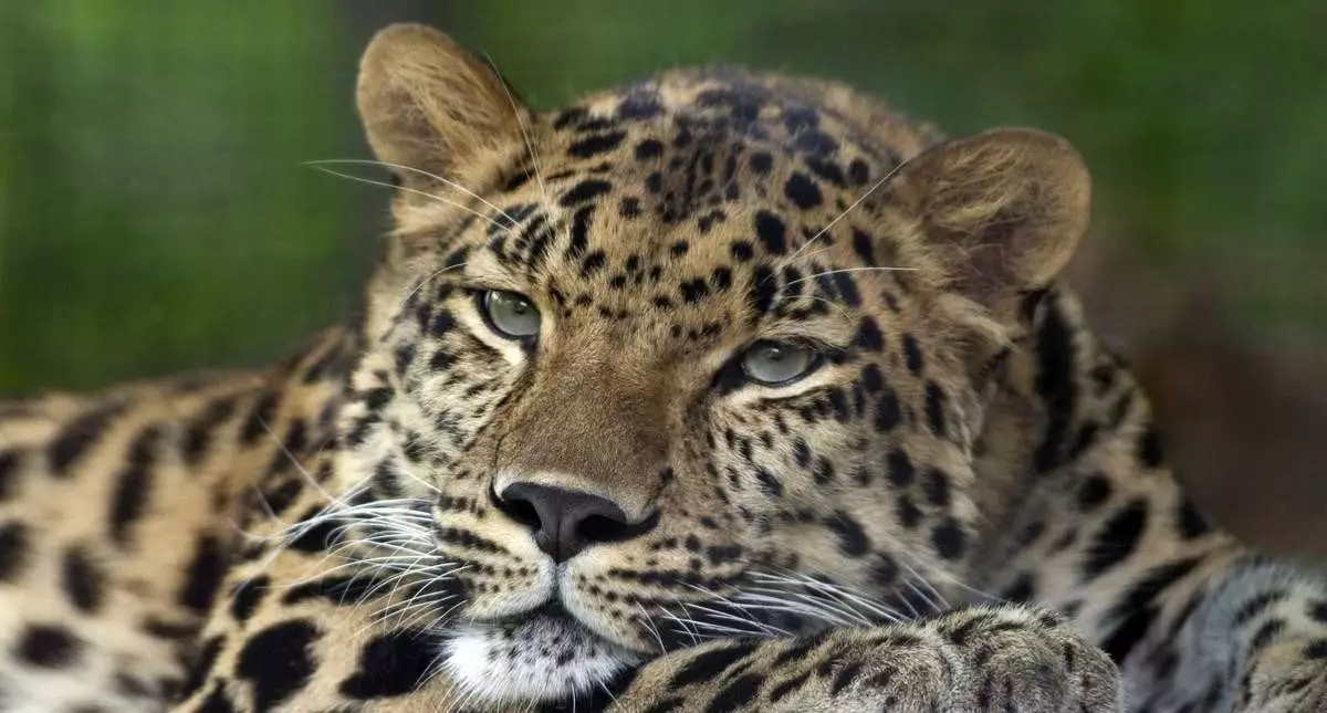 Indesche Leopard (Panthera pardus fusca).